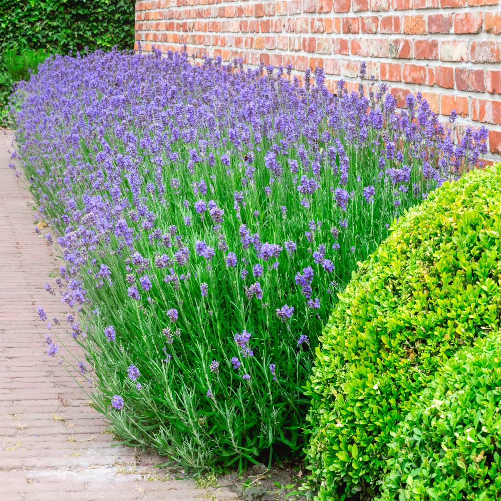T&M Lavender Munstead Garden Patio Flowering Fragrant Hardy Shrub Plug Plants | eBay