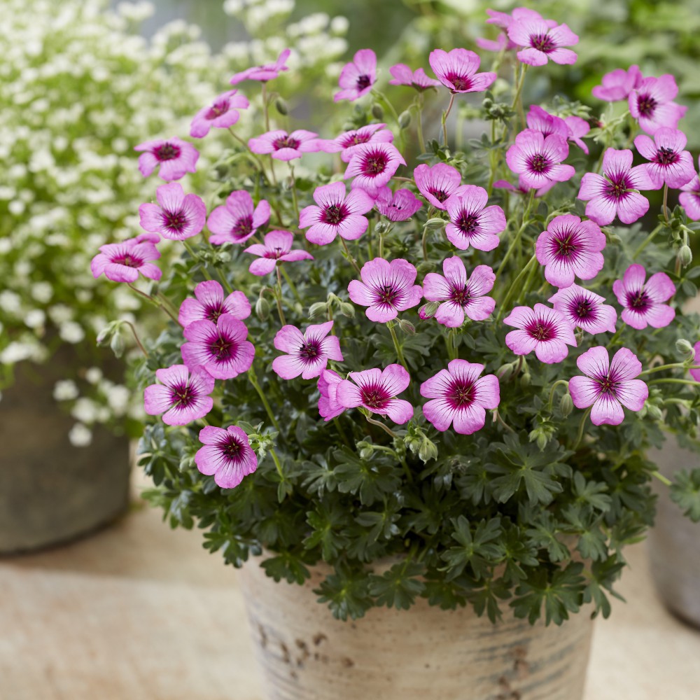 T&M Geranium Jolly Jewel Silver Garden Flowering Hardy Perennial Jumbo ...