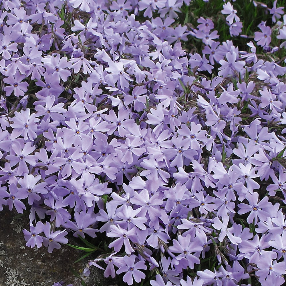 Hardy Perennial Phlox Fragrant Collection 5 x 9cm Potted Plants by T&M ...