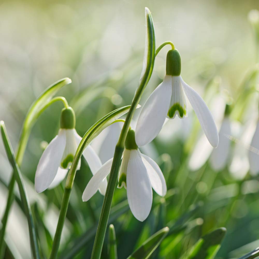 T&M Snowdrop Giant Galanthus elwesii Garden Hardy Bulb Plants Flowering ...