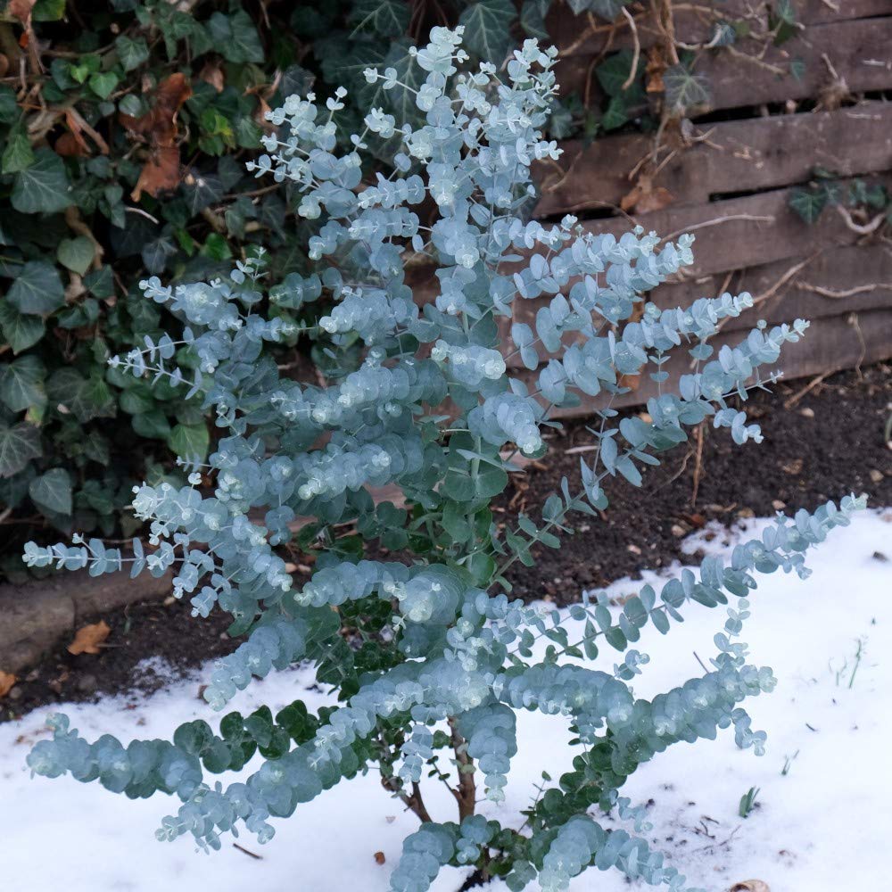 T&M Eucalyptus Gunnii Azura Garden Hardy Tree Silvery-blue Foliage 9cm ...