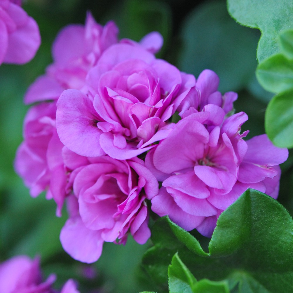 T&M Geranium Rosebud Collection Garden Patio Half-hardy Perennial Jumbo ...