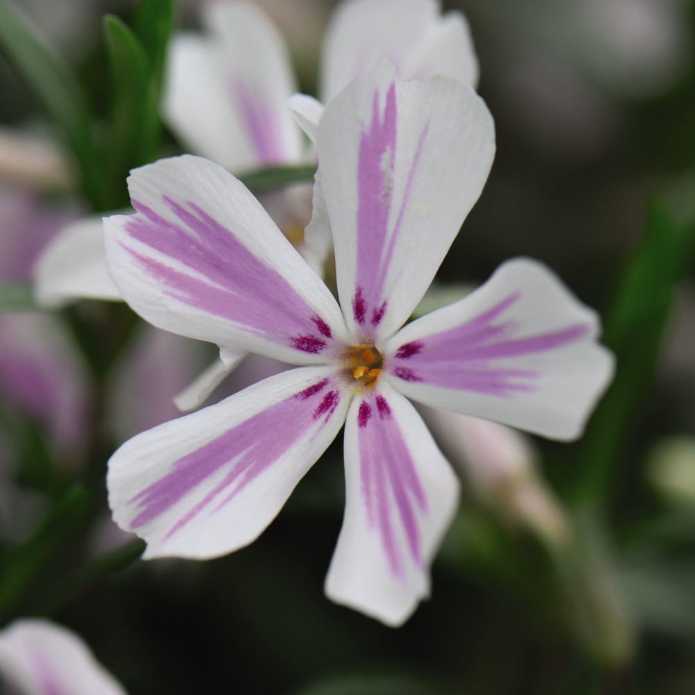 Hardy Perennial Phlox Fragrant Collection 5 x 9cm Potted Plants by T&M ...