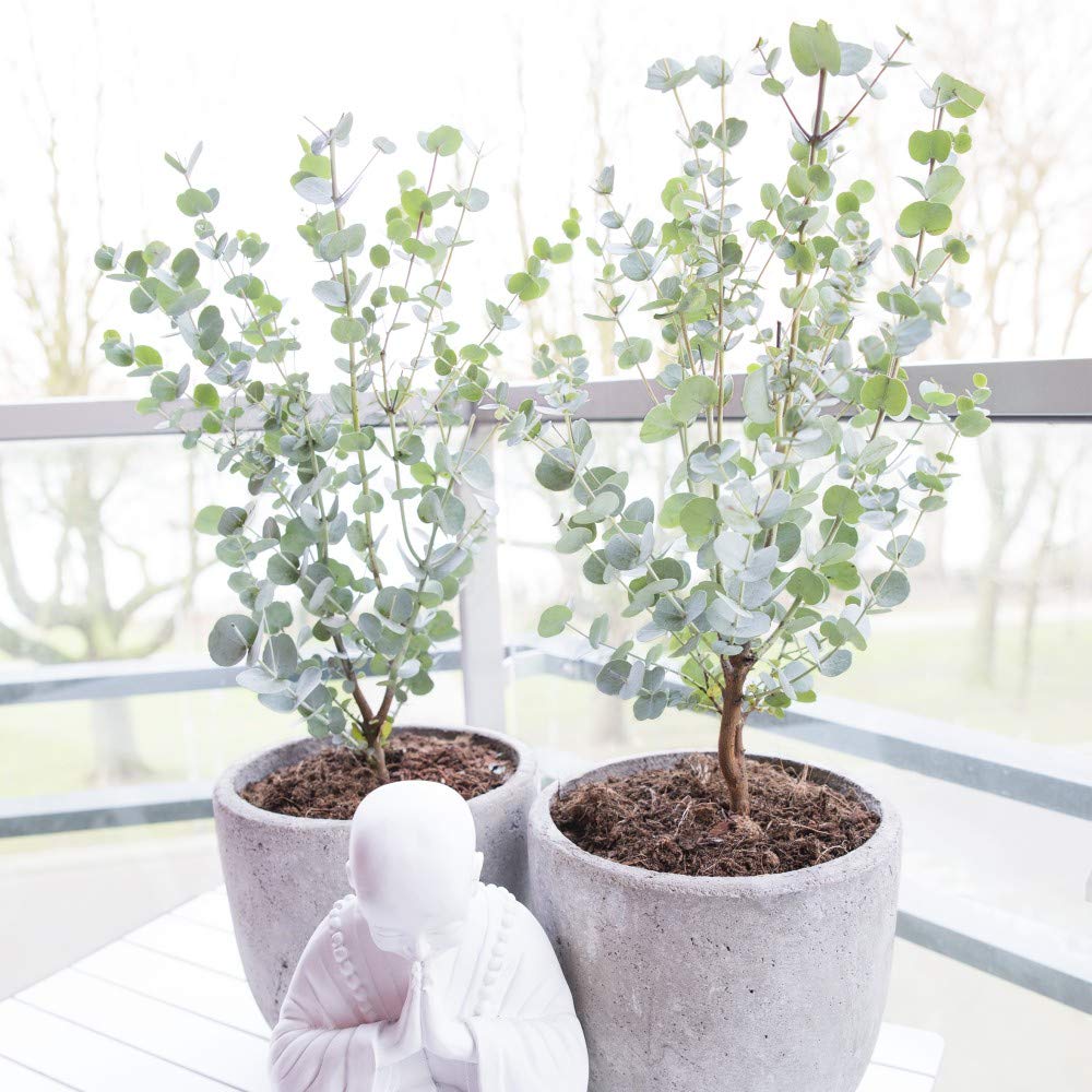 T&M Eucalyptus Gunnii Azura Garden Hardy Tree Silvery-blue Foliage 9cm ...