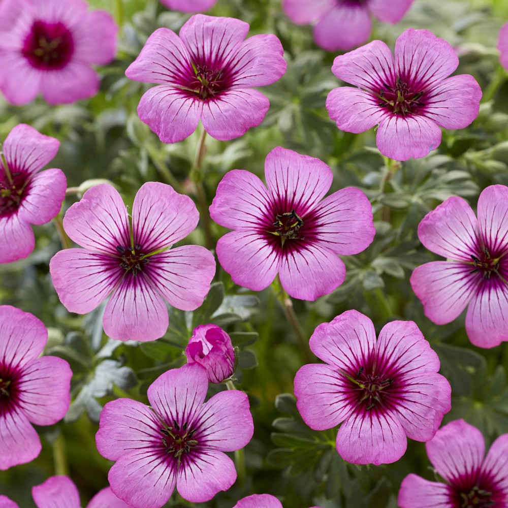 T&M Geranium Jolly Jewel Silver Garden Flowering Hardy Perennial Jumbo ...