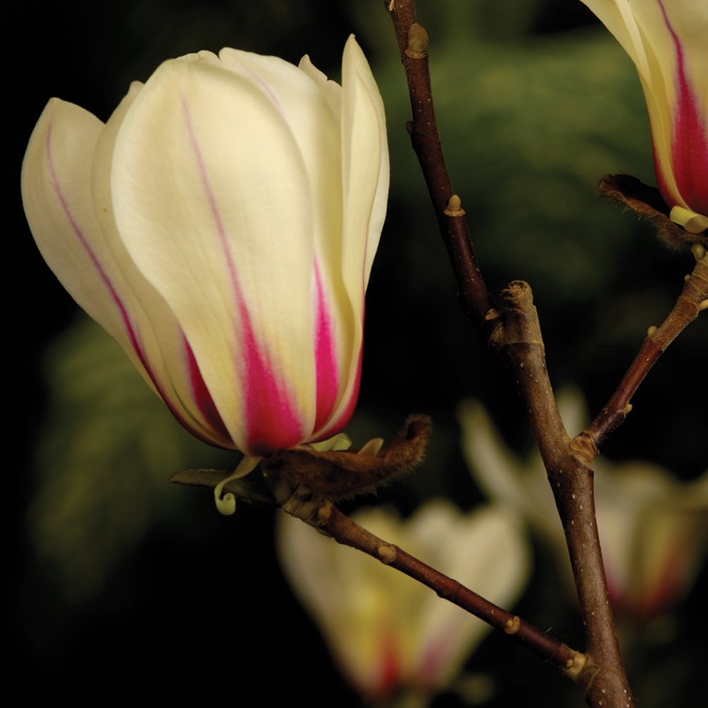 Hardy Perennial Magnolia 'Sunrise' Tree 1 or 2 Bare Roots, or Pot ...