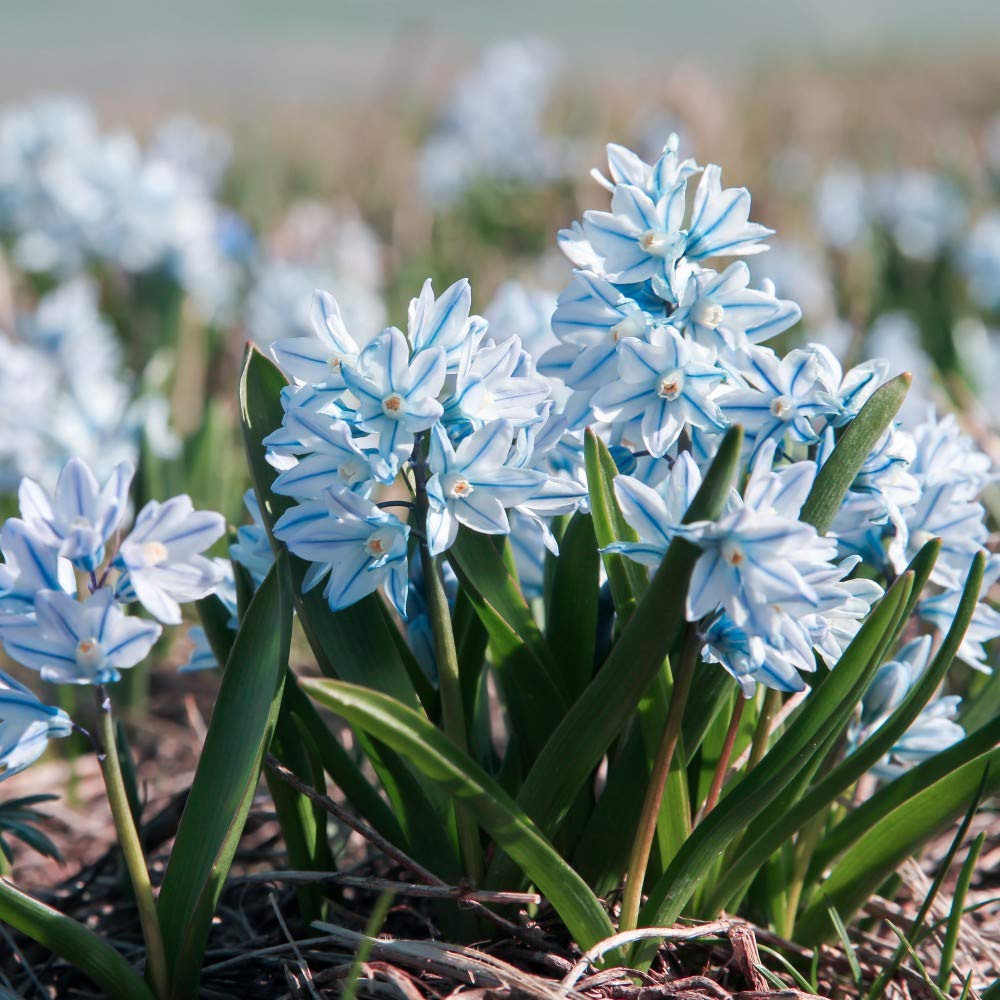 T&M Russian Snowdrop Garden Borders & Patio Plants Hardy Bulb Flowering ...