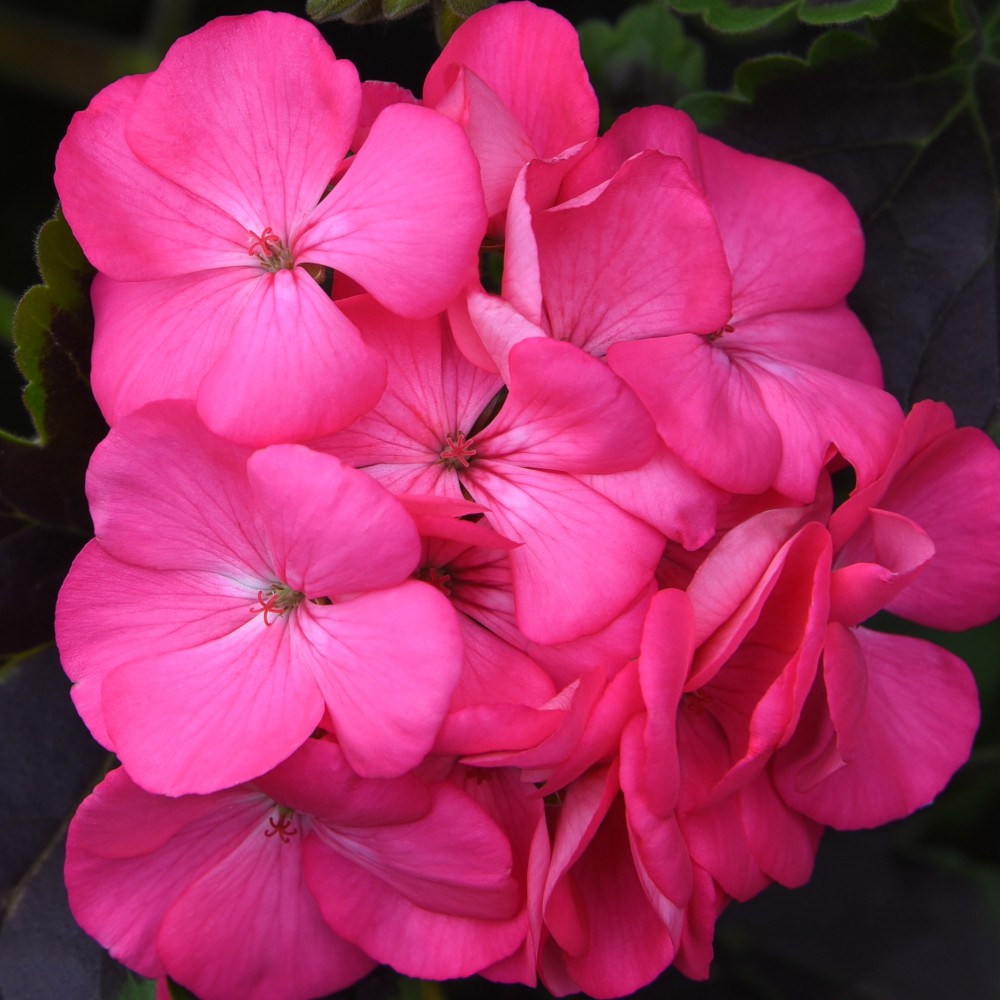 T&M Geranium Tall Dark & Handsome Hot Pink Garden Patio Perennial 1L ...