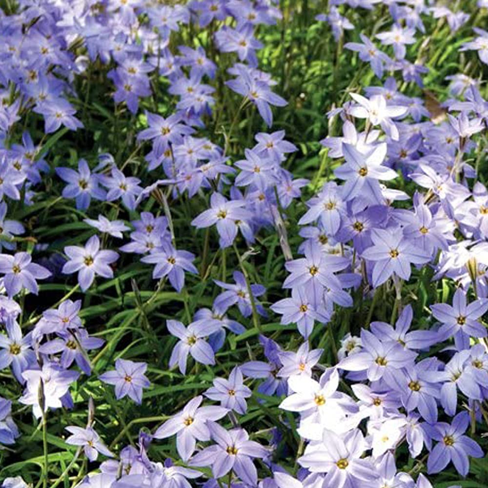 T&M Ipheion Mixed Garden Border & Patio Plants Hardy Bulb Flowering ...