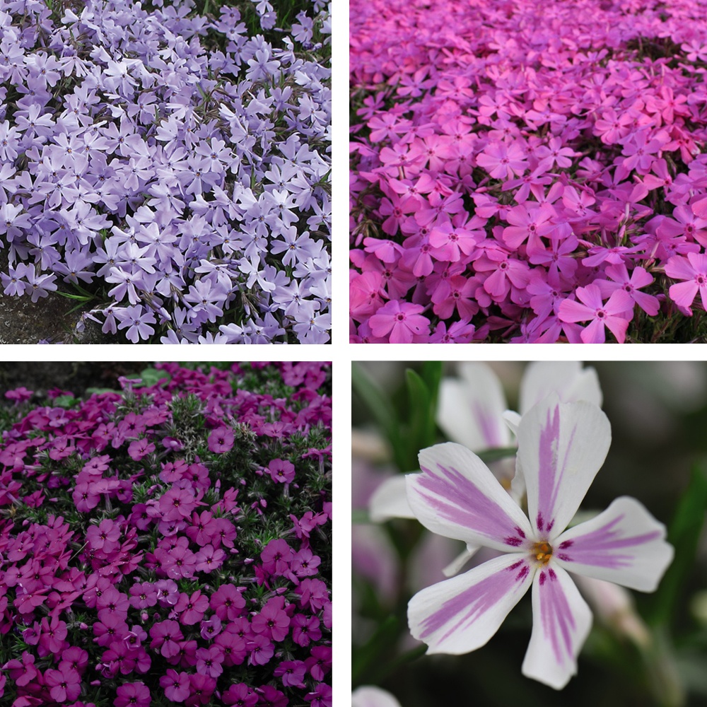 Hardy Perennial Phlox Fragrant Collection 5 x 9cm Potted Plants by T&M ...