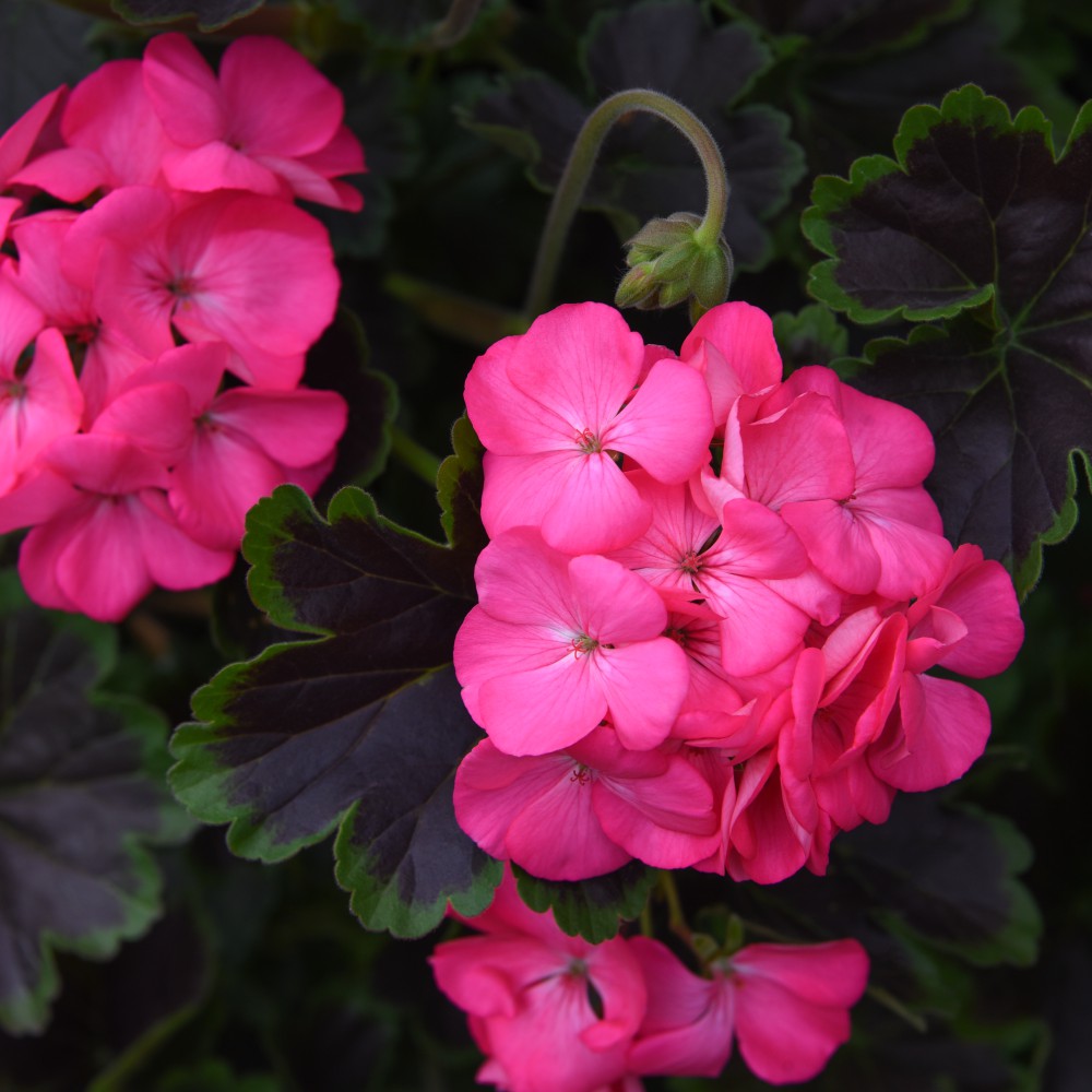 T&M Geranium Tall Dark & Handsome Hot Pink Garden Patio Perennial 1L ...