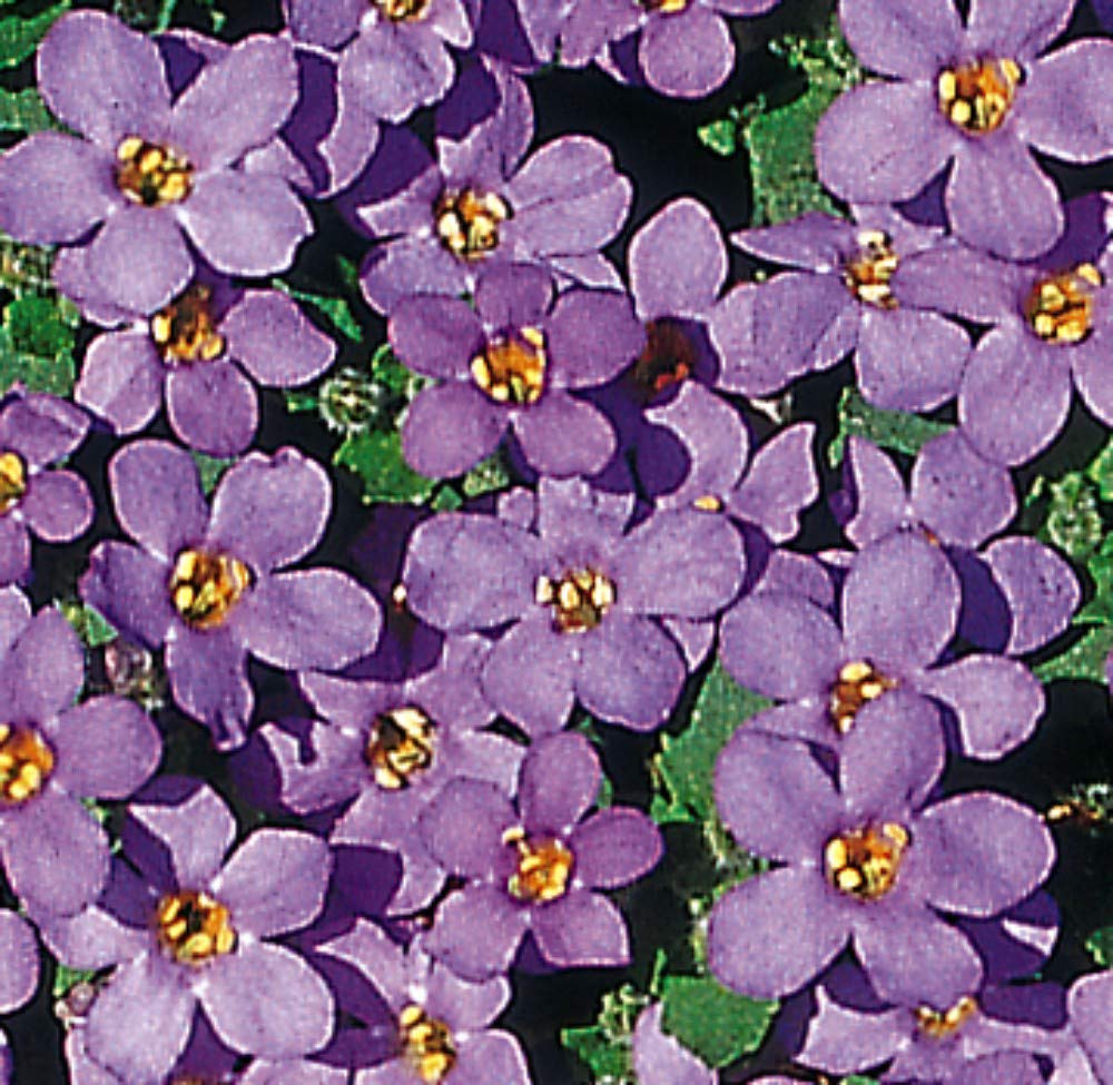 T&M Sutera Diffusus Baristo Collection Half-Hardy Annual Garden Plant ...