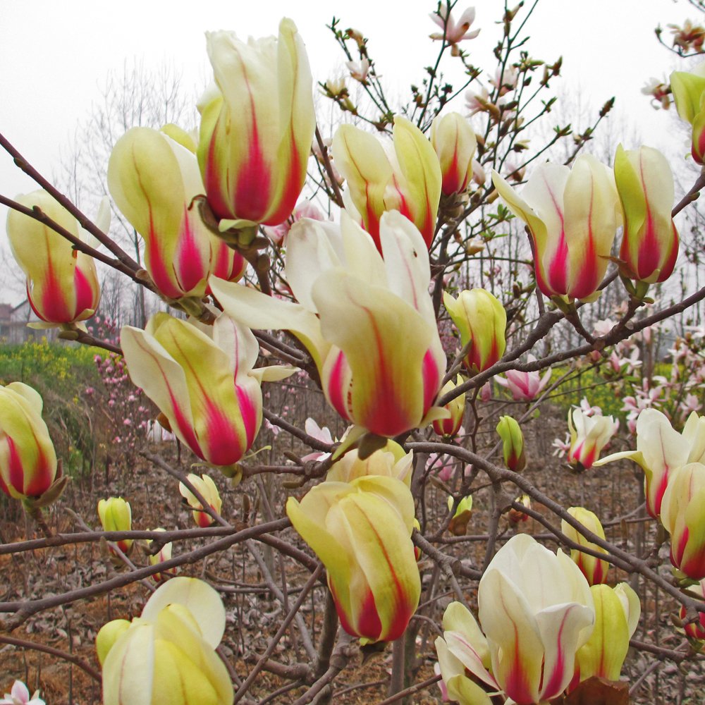 Hardy Perennial Magnolia 'Sunrise' Tree 1 or 2 Bare Roots, or Pot ...