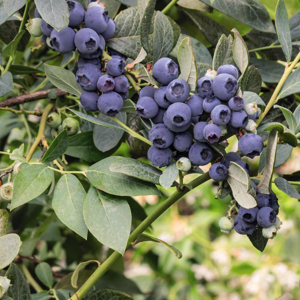 Blueberry Fruit Plants All Season Collection Garden Trees 3 x 9cm Pots ...