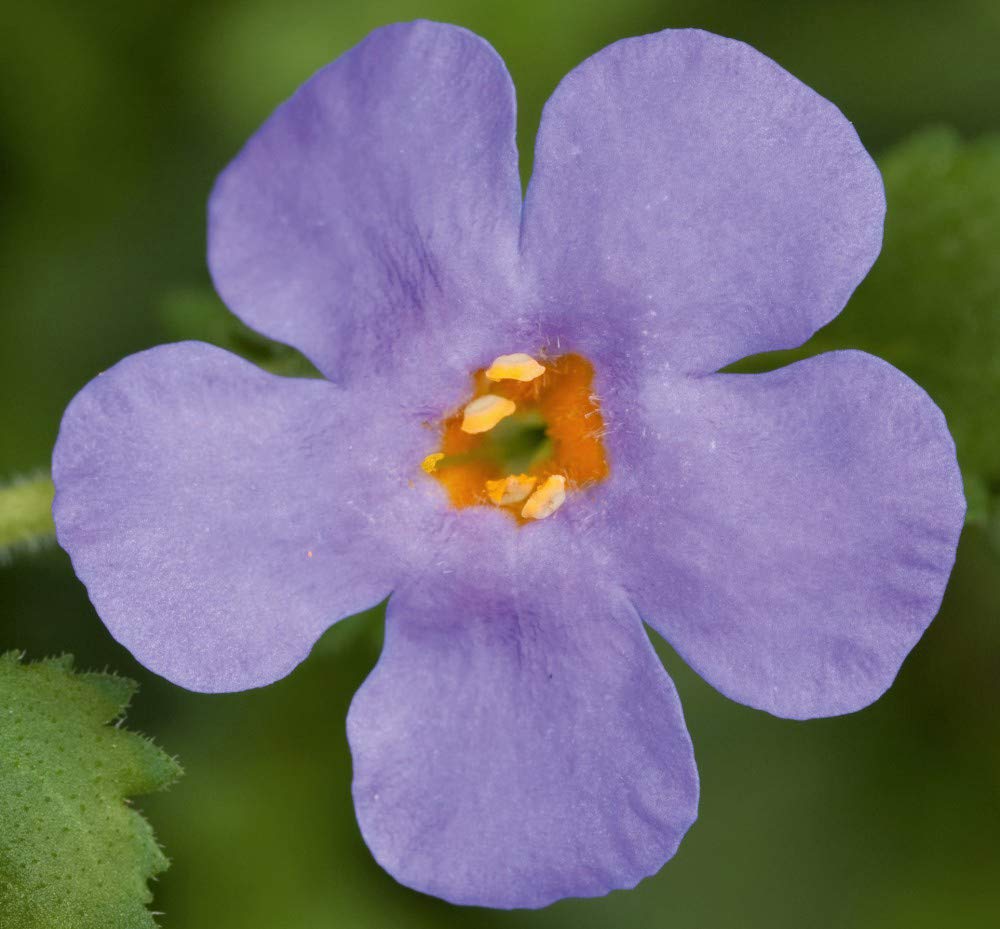 T&M Sutera Diffusus Baristo Collection Half-Hardy Annual Garden Plant ...