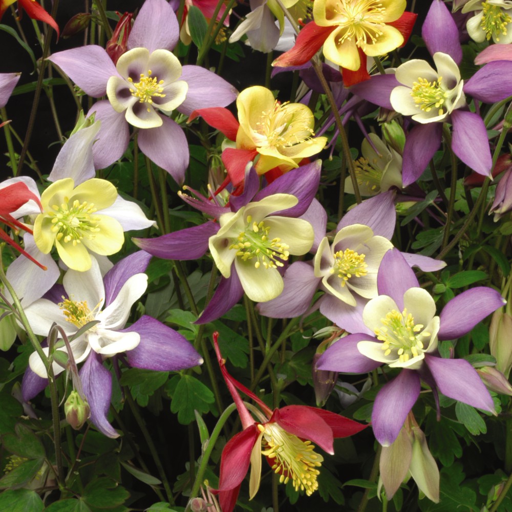 T&M Aquilegia Mrs Scott Elliot Garden Flowering Hardy Perennial Plug ...